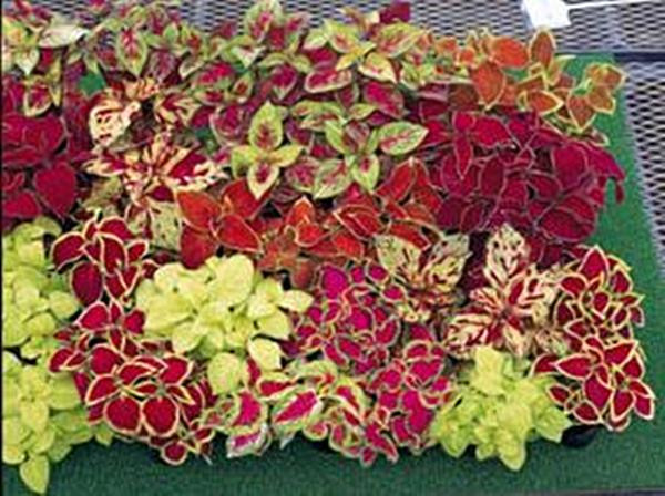 Coleus Fairway Mix Annual Seeds