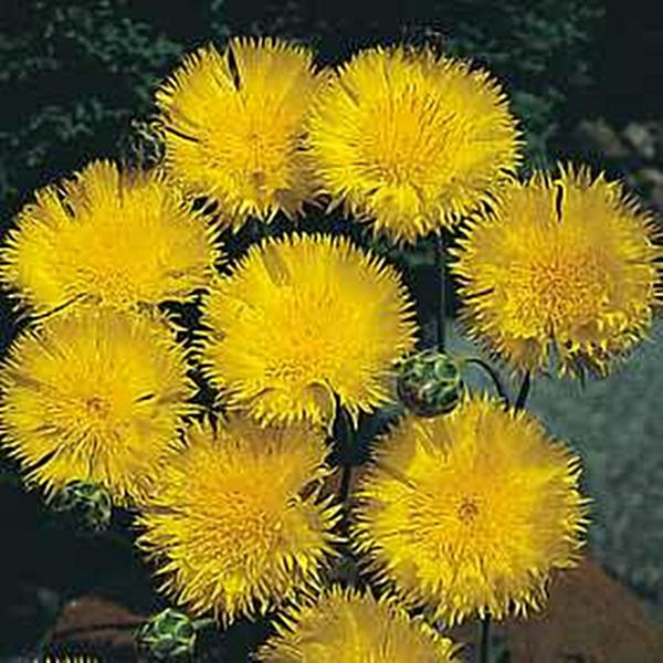 Centaurea Sweet Sultan Yellow Annual Seeds
