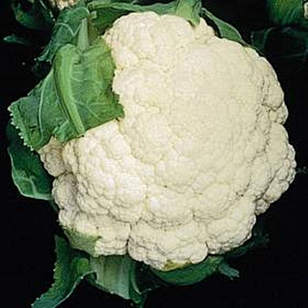 Cauliflower Snow Crown Vegetable Seeds