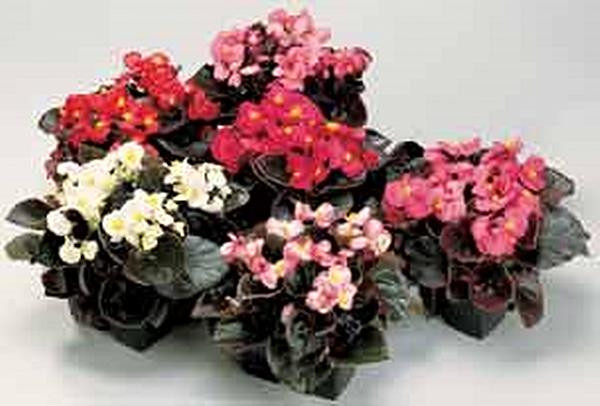 Begonia Annual Seeds Fibrous Senator Series Mix Annual Seeds