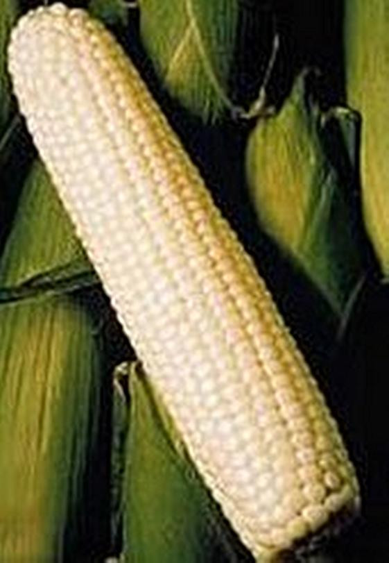 Silver King White Corn
