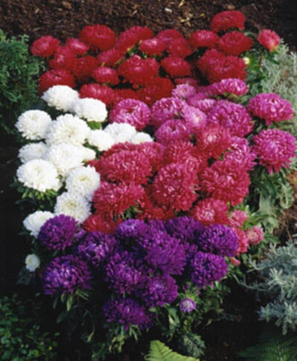 Aster Perfection Mix Annual Seeds