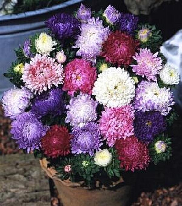 Aster Duchesse Mix Annual Seeds