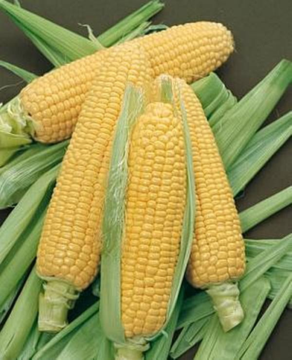 Bodacious RM Corn