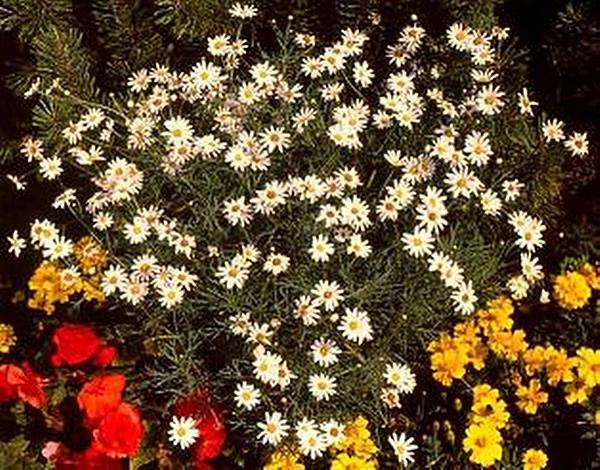 Argyranthemum Snow White Annual Seeds