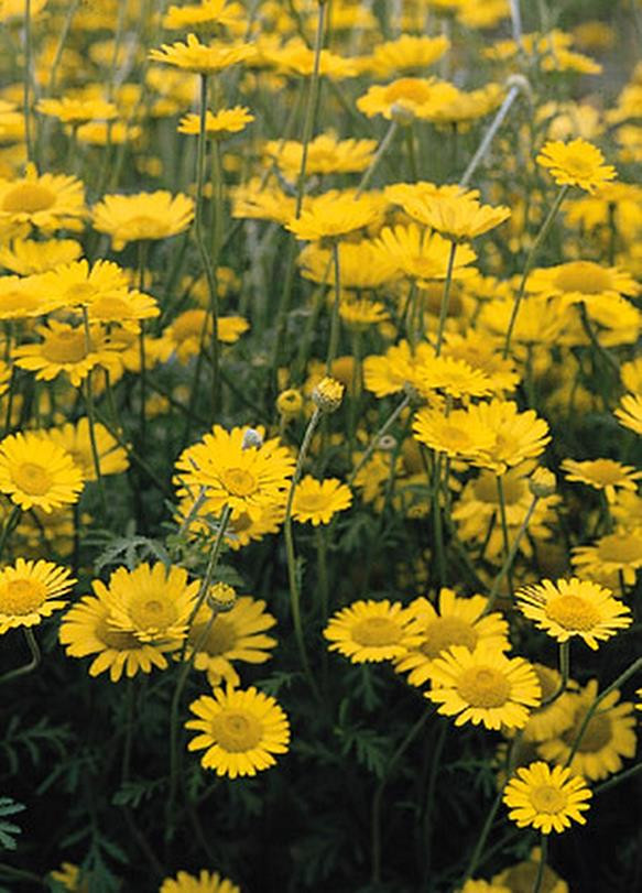 Anthemis Tinctoria Kelwayi Perennial Seeds