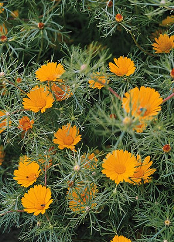 Anthemis Criss Cross Annual Seeds
