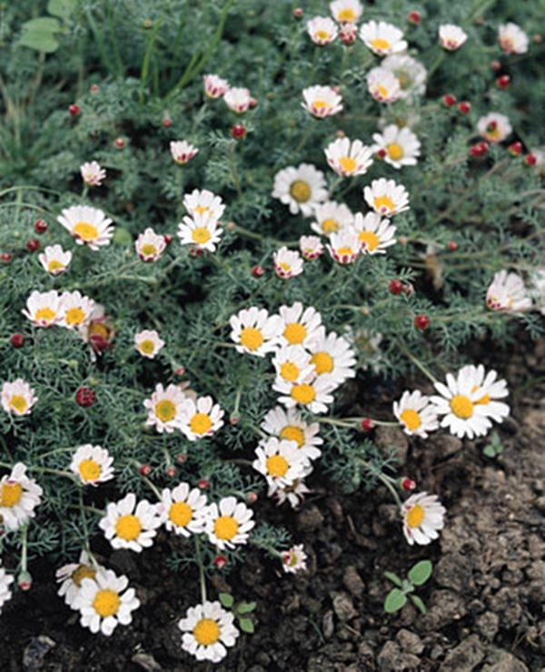 Anacyclus Depressus Carpet Daisy Perennial Seeds