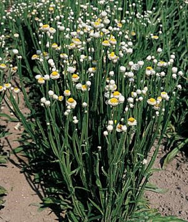 Ammobium Winged Everlasting Annual Seeds