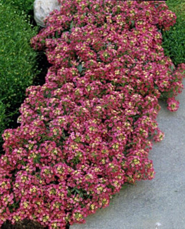 Alyssum Oriental Night Annual Seeds