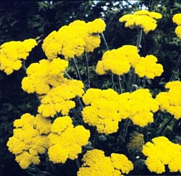 Achillea Yarrow Coarctaca Gold Coin Dwarf Perennial Seeds