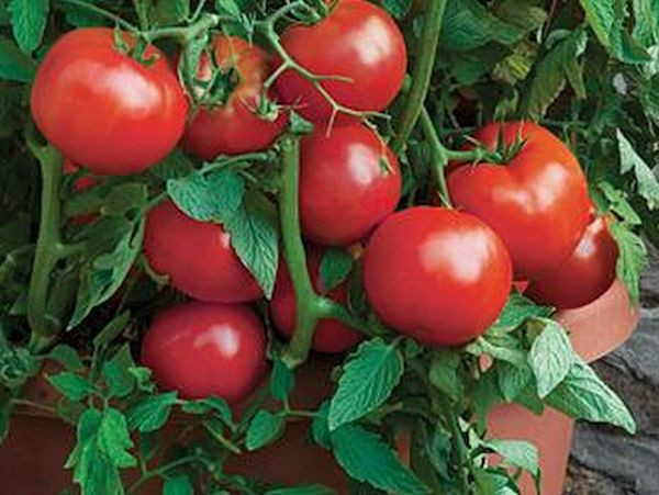 Bush All Star F1 Tomato Seed - Pase Seeds