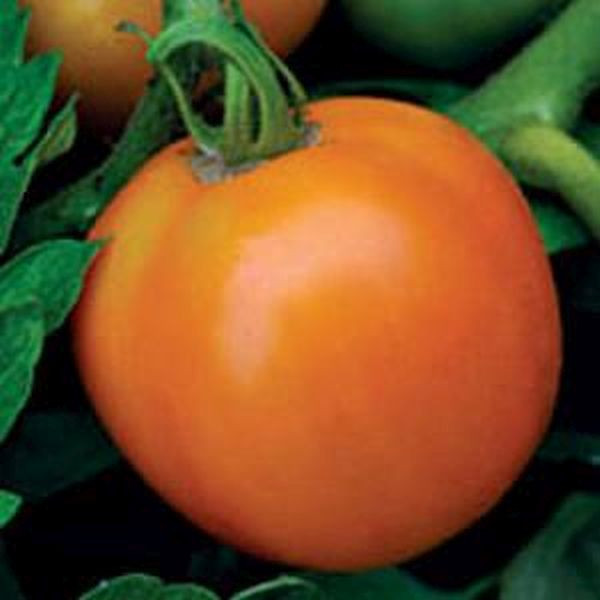 Orange Queen Tomato Seed - Pase Seeds