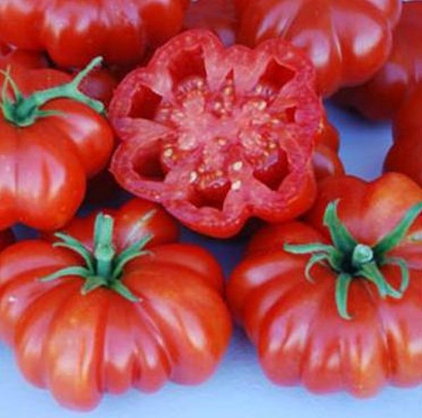 Rosso Sicilian Tomato Seed - Pase Seeds