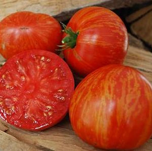 Solar Flare Tomato Seed - Pase Seeds