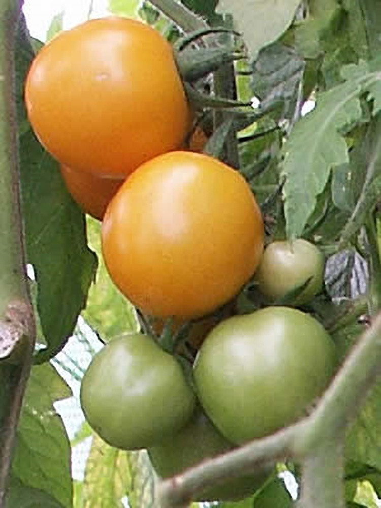 Sundrop Tomato Seeds - Pase Seeds