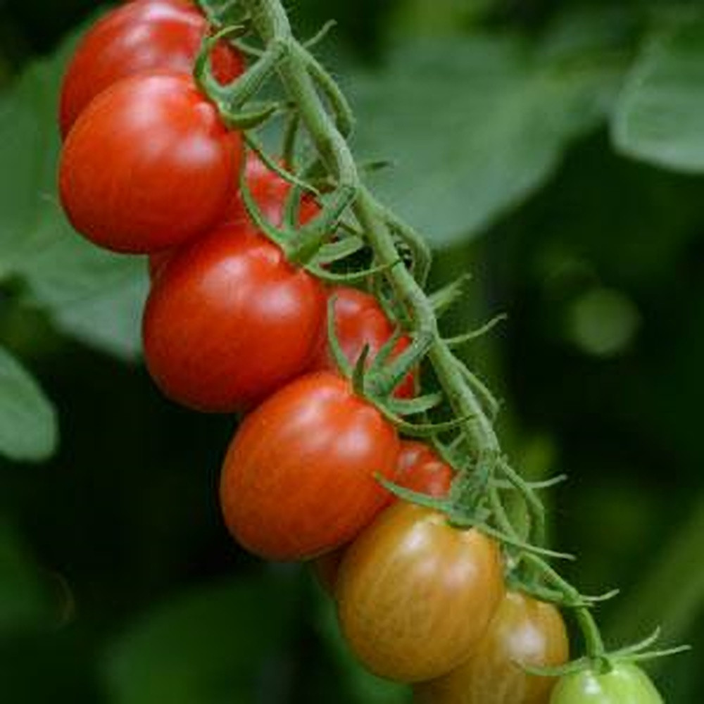 Tidy Treats Tomato Seeds - Pase Seeds