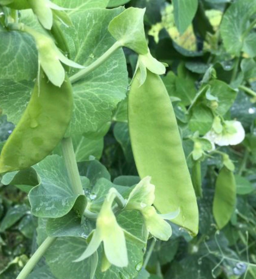 Pea English Alaska Seeds