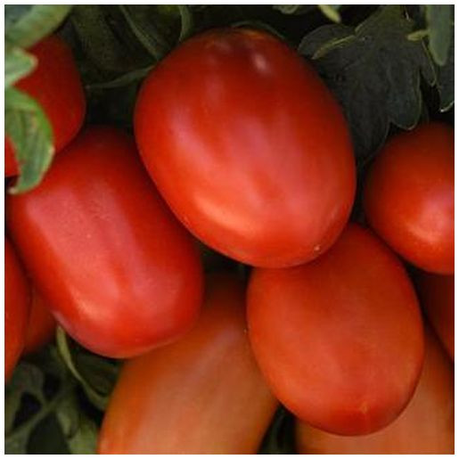 Bellatrix Tomato Seed