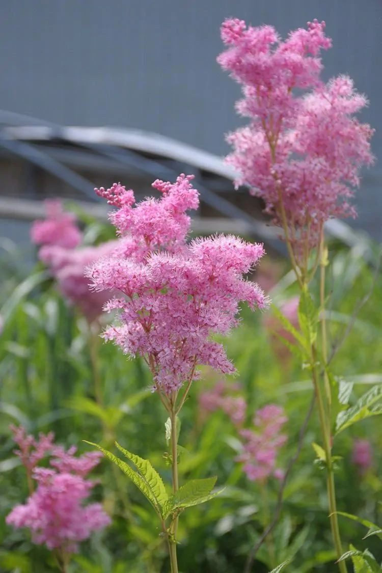 Filipendula Rubra Venusta