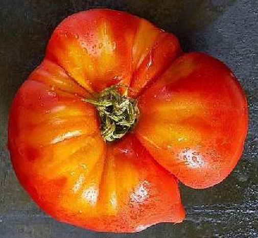 Flame Tomato Seed