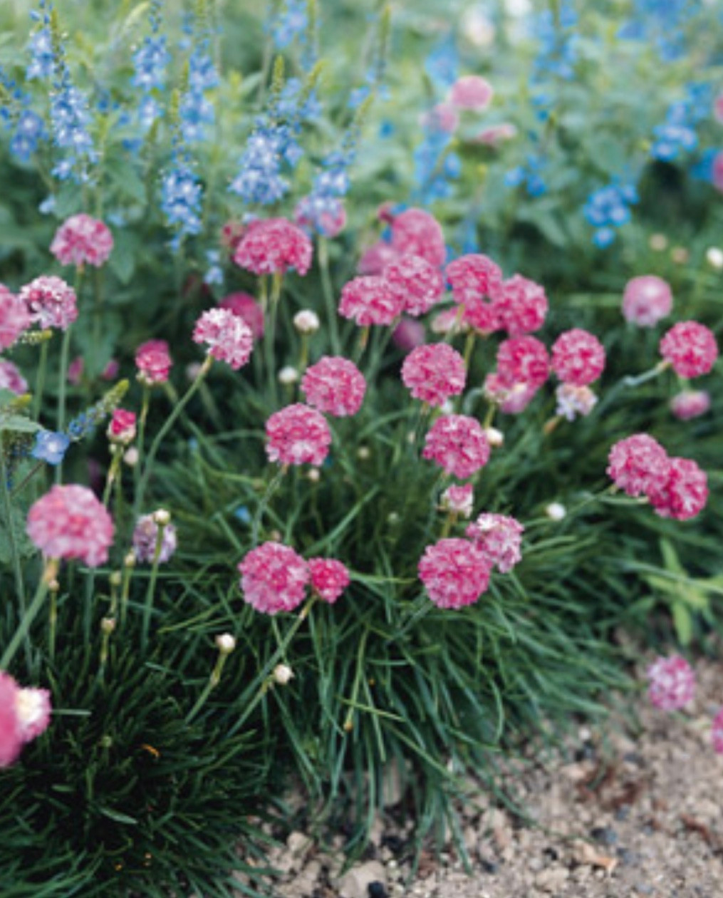 Armeria Maritima Splendens Ministicks Rose Seeds - Pase Seeds