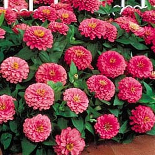 Zinnia Benary Giant Bright Pink Annual Seed Zinnia Benary Giant Bright Pink Annual Seed