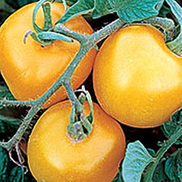Yellow Perfection Heirloom Tomato Seed