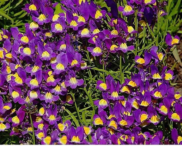 Viola Cornuta King Henry Perennial Seeds