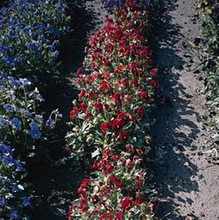 Viola Cornuta Arkwright Ruby Perennial Seeds