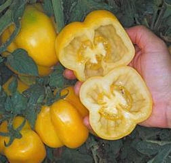 Yellow Stuffer Tomato Seeds