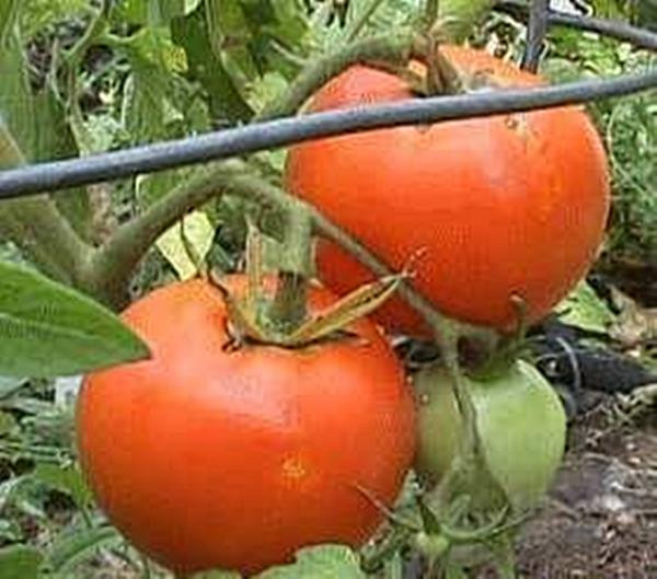 Nebraska Wedding Tomato Seeds