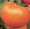 Mountain Spring Tomato Seeds