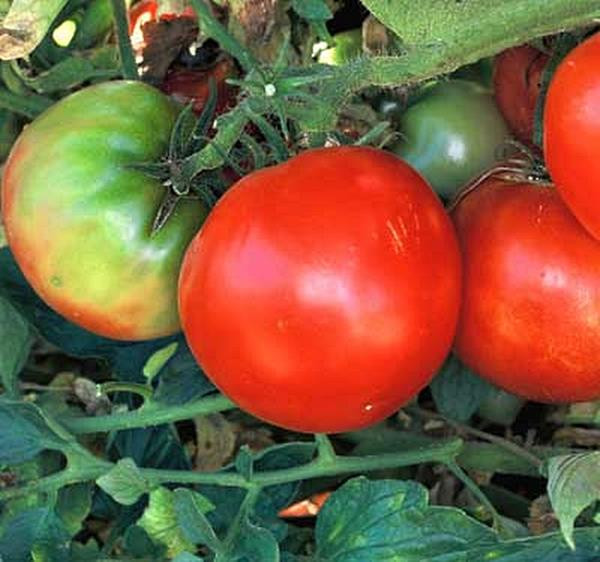 Marglobe Tomato Seeds
