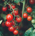 Currant Red Tomato Seeds