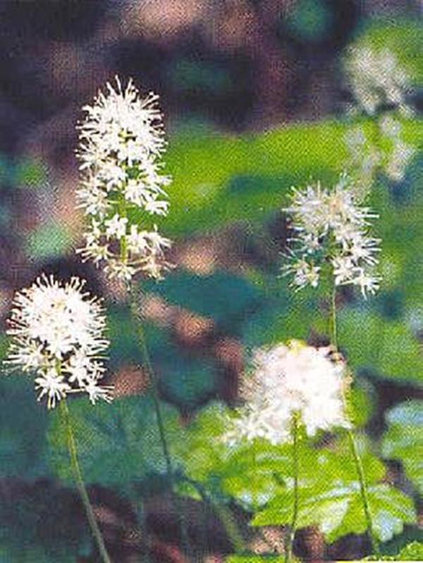 Tiarella Foamflower Polyphylla Filigran Perennial Seeds