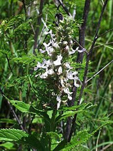 Teucrium Germander Canadense Perennial Seeds