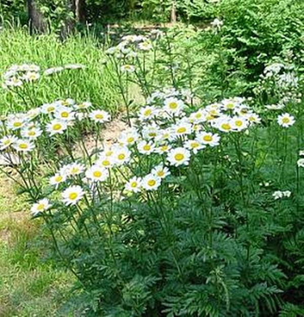 Tanacetum Matricaria Types Corymbosum Perennial Seeds