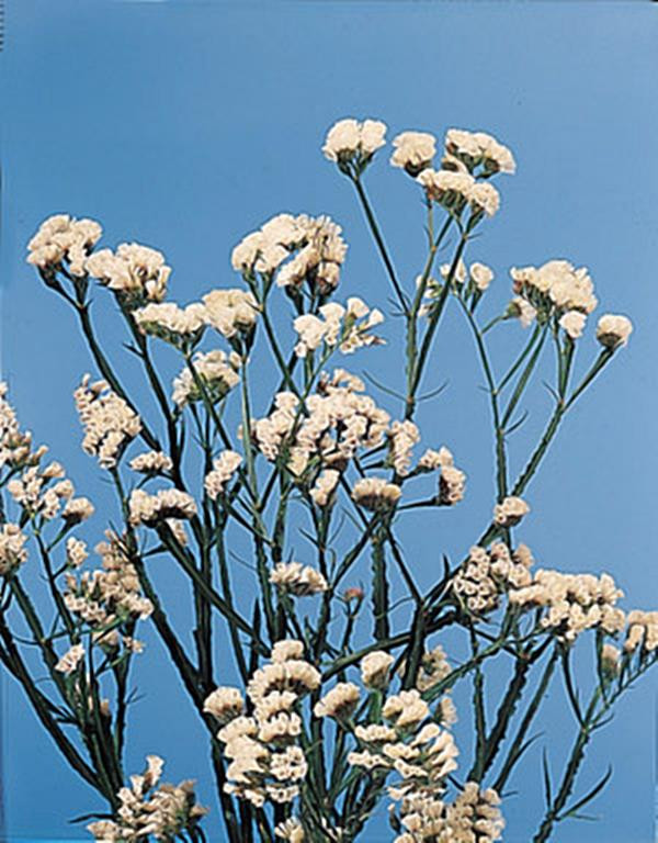 Statice Qis White Seed