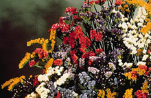 Statice Qis Mix Seed