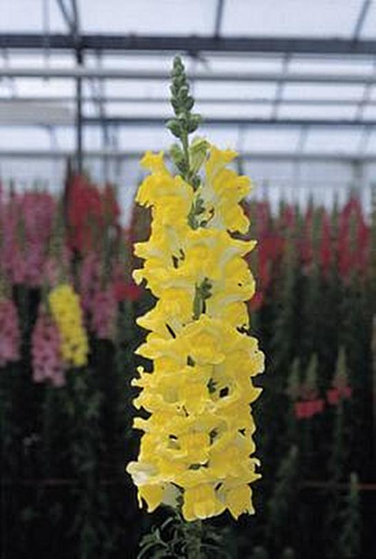 Snapdragon Rocket Gold Seed