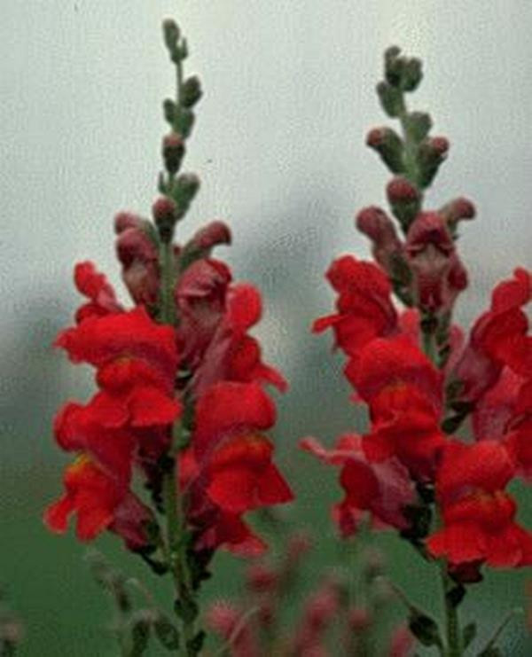 Snapdragon Rocket Red Annual Seeds