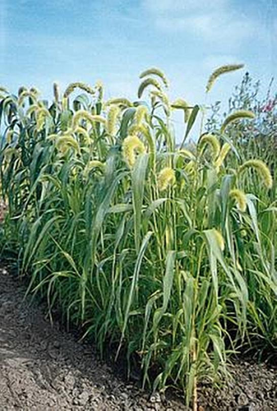 Ornamental Grass Seed - Setaria Macrocheata Seeds