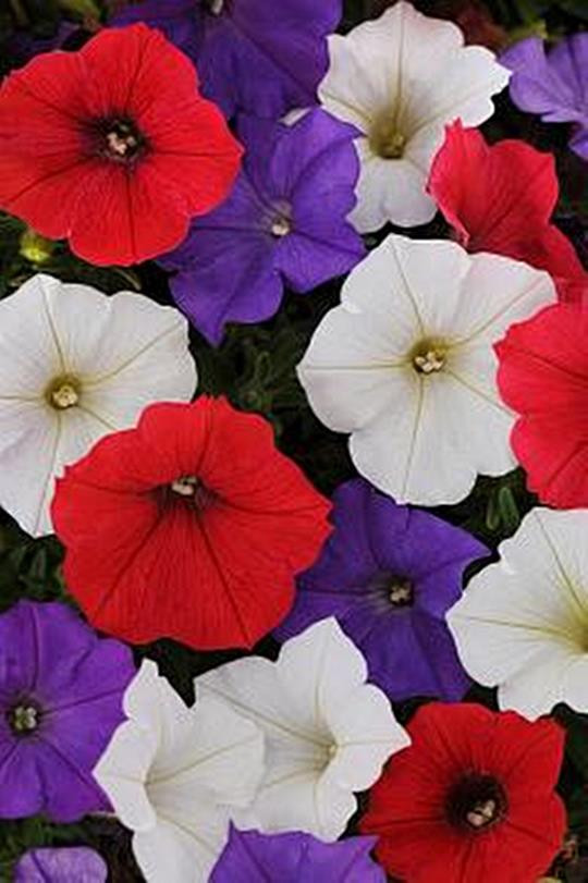 Petunia Shock Wave Volt Mix Pelleted Seeds