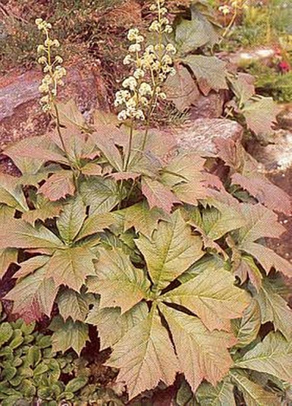 Rodgersia Pinnata Henrici Hybrids Perennial Seeds