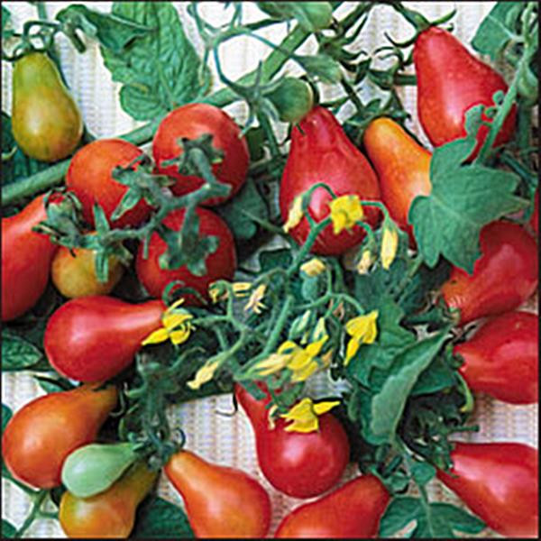 Red Fig Heirloom Tomato Seed