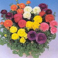Ranunculus Bloomingdale Mix Perennial Seeds