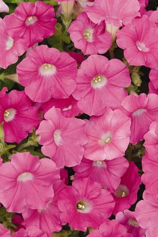 Petunia Shock Wave Rose Pelleted Seeds