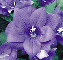 Platycodon Balloon Flower Grandiflora Double Blue Seed