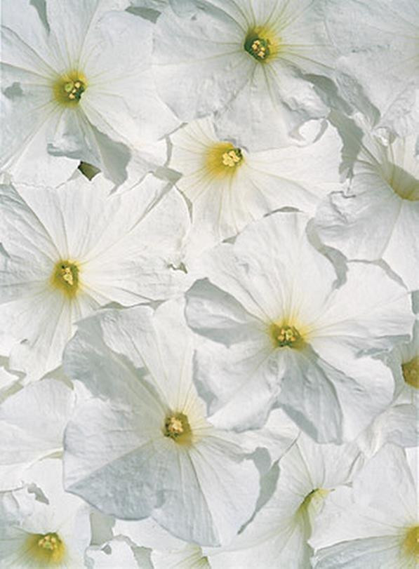 Petunia Aladdin White Annual Seeds
